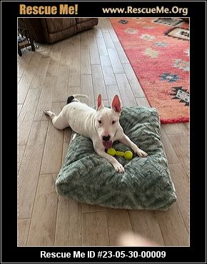 - Arizona Bull Terrier Rescue - ADOPTIONS - Rescue Me!
