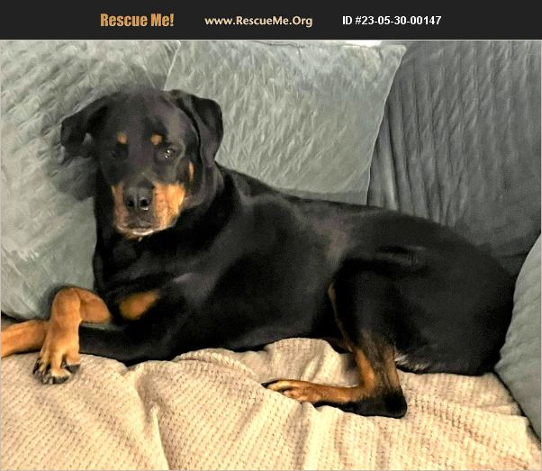 ADOPT 23053000147 ~ Rottweiler Rescue ~ Burton, MI
