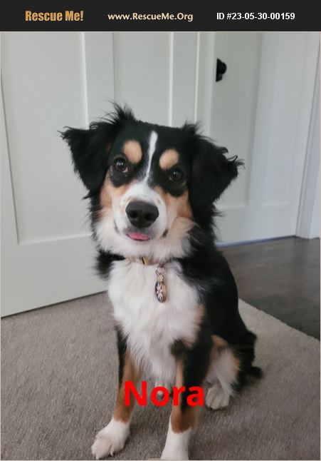 ADOPT 23053000159 ~ Australian Shepherd Rescue ~ Minneapolis, MN