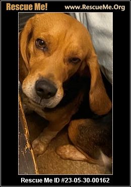 - Oklahoma Beagle Rescue - ADOPTIONS - Rescue Me!
