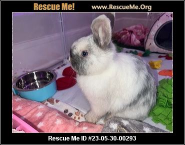 - New Jersey Rabbit Rescue - ADOPTIONS - Rescue Me!