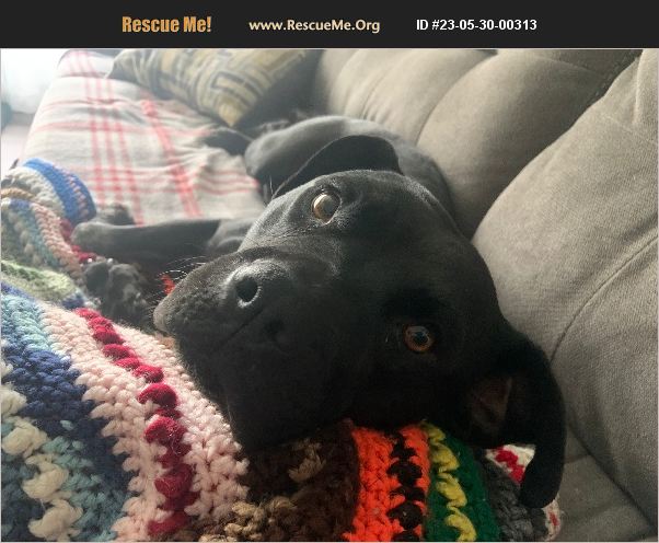 ADOPT 23053000313 ~ Staffordshire Bull Terrier Rescue ~ Indianapolis, IN