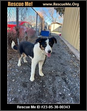 - New Mexico Dog Rescue - ADOPTIONS - Rescue Me!