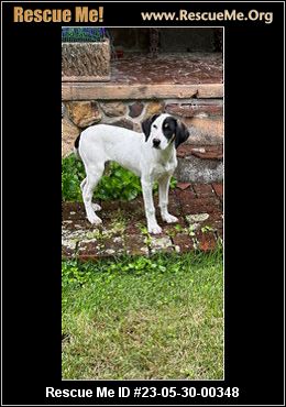 - West Virginia Dog Rescue - ADOPTIONS - Rescue Me!