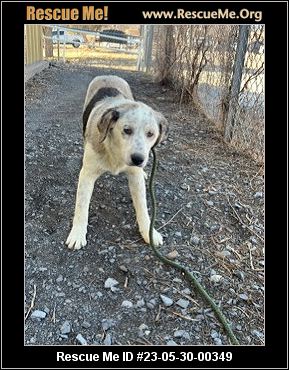 - New Mexico Dog Rescue - ADOPTIONS - Rescue Me!