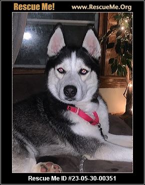 - Ohio Siberian Husky Rescue - ADOPTIONS - Rescue Me!