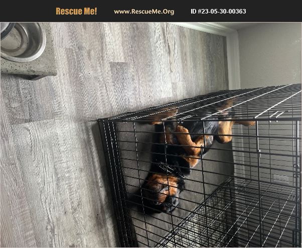 ADOPT 23053000363 ~ Rottweiler Rescue ~ Waco, TX