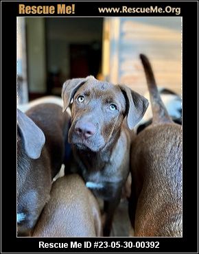 - South Carolina Dog Rescue - ADOPTIONS - Rescue Me!