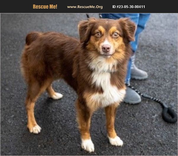 ADOPT 23053000411 ~ Australian Shepherd Rescue ~ Portland, OR