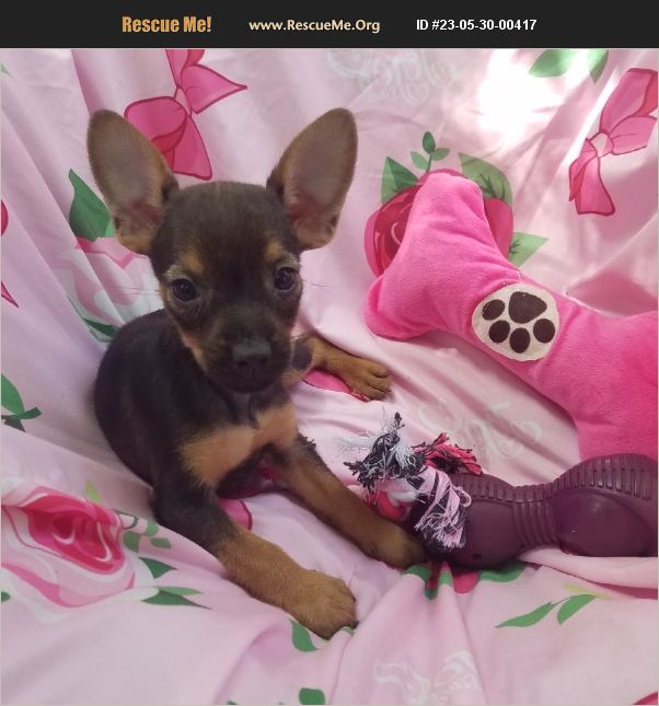 ADOPT 23053000417 ~ Yorkie Rescue ~ East Dundee, IL