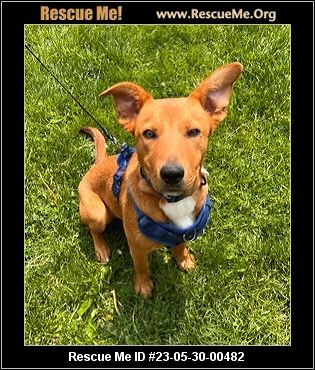 - Wisconsin Dog Rescue - ADOPTIONS - Rescue Me!