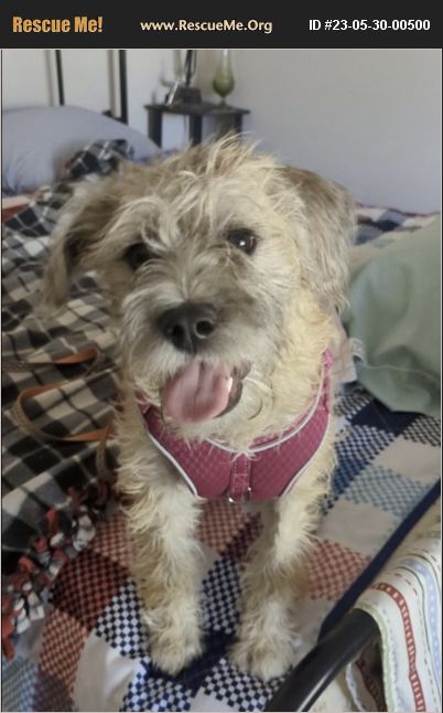 ADOPT 23053000500 ~ Border Terrier Rescue ~ APPLE VALLEY, CA