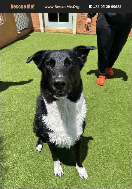 ADOPT 23053000523 ~ Border Collie Rescue ~ Davie, FL