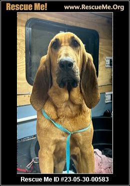 - Texas Bloodhound Rescue - ADOPTIONS - Rescue Me!