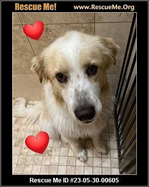 - Colorado Great Pyrenees Rescue - ADOPTIONS - Rescue Me!