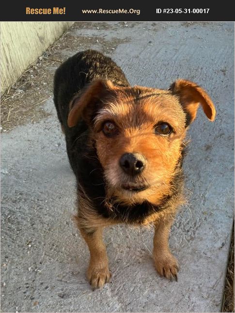 ADOPT 23053100017 ~ Norfolk Terrier Rescue ~ Chewelah, WA
