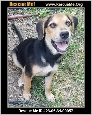 - Illinois Beagle Rescue - ADOPTIONS - Rescue Me!