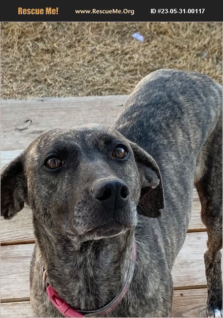 ADOPT 23053100117 ~ Plott Rescue ~ Hinton, OK