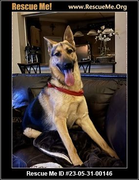 - Texas German Shepherd Rescue - ADOPTIONS - Rescue Me!