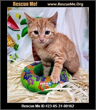 - South Carolina Cat Rescue - ADOPTIONS - Rescue Me!