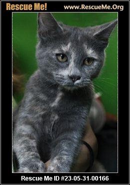 - South Carolina Cat Rescue - ADOPTIONS - Rescue Me!