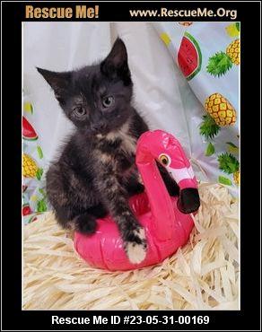 - South Carolina Cat Rescue - ADOPTIONS - Rescue Me!