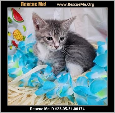 - South Carolina Cat Rescue - ADOPTIONS - Rescue Me!