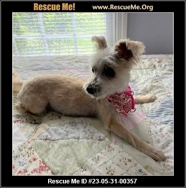 - New York Yorkie Rescue - ADOPTIONS - Rescue Me!