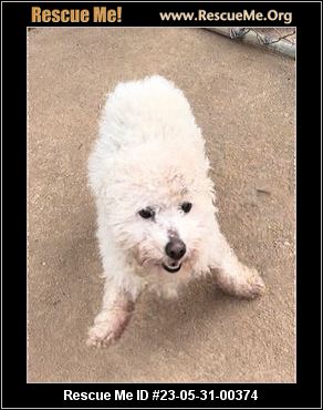- Georgia Poodle Rescue - ADOPTIONS - Rescue Me!
