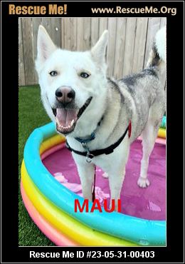 - Ohio Siberian Husky Rescue - ADOPTIONS - Rescue Me!