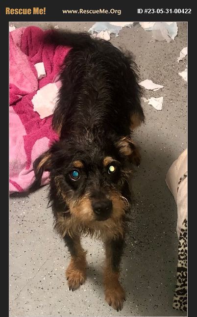 ADOPT 23053100422 ~ Schnauzer Rescue ~ Boca Raton, FL