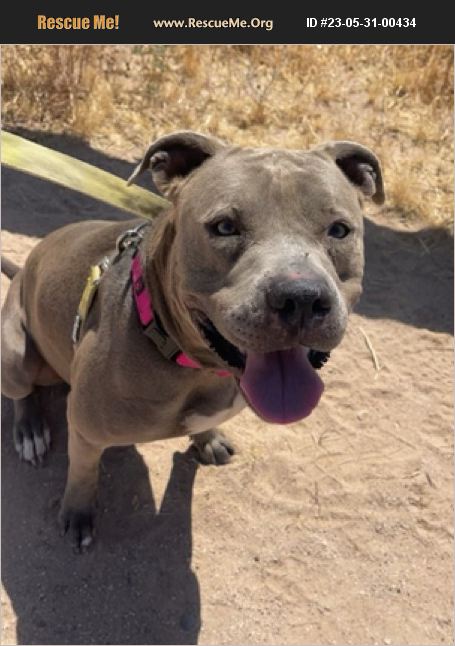 ADOPT 23053100434 ~ Staffordshire Bull Terrier Rescue ~ Casa Grande, AZ
