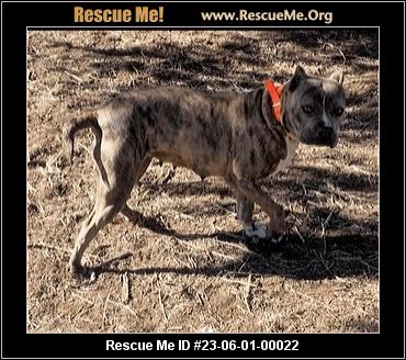 - Colorado Pit Bull Rescue - ADOPTIONS - Rescue Me!