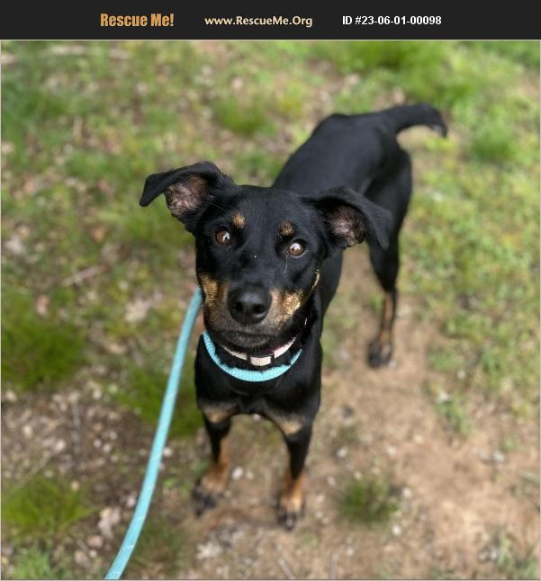 ADOPT 23060100098 ~ German Pinscher Rescue ~ Lyndhurst, VA