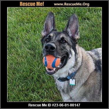 - Virginia German Shepherd Rescue - ADOPTIONS - Rescue Me!
