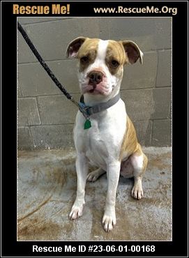 - Texas Pit Bull Rescue - ADOPTIONS - Rescue Me!