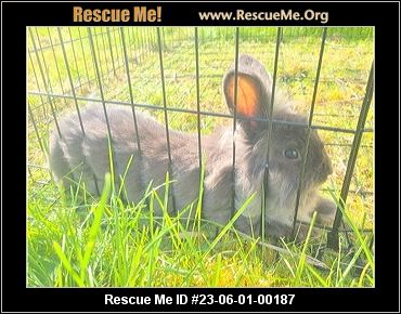 - Washington Rabbit Rescue - ADOPTIONS - Rescue Me!