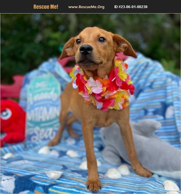 ADOPT 23060100238 ~ Vizsla Rescue ~ Sebring, FL