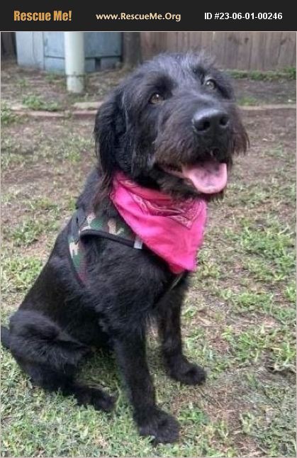 ADOPT 23060100246 ~ Schnauzer Rescue ~ Houston, TX