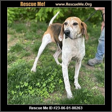 - Virginia Treeing Walker Coonhound Rescue - ADOPTIONS - Rescue Me!