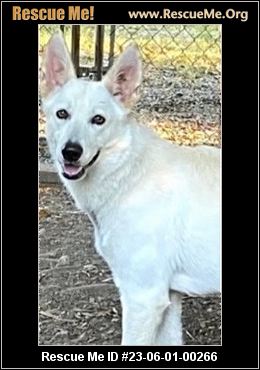 - Virginia German Shepherd Rescue - ADOPTIONS - Rescue Me!