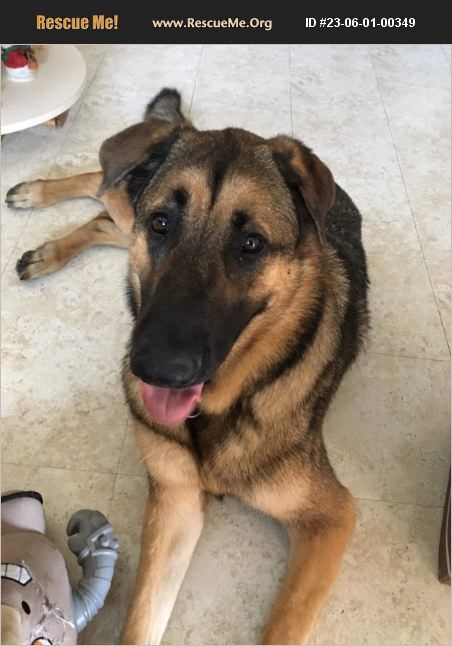 ADOPT 23060100349 ~ German Shepherd Rescue ~ East Dundee, IL