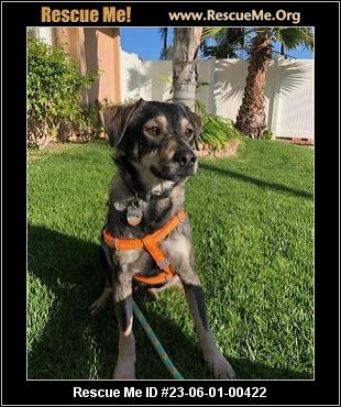 - California Schnauzer Rescue - ADOPTIONS - Rescue Me!