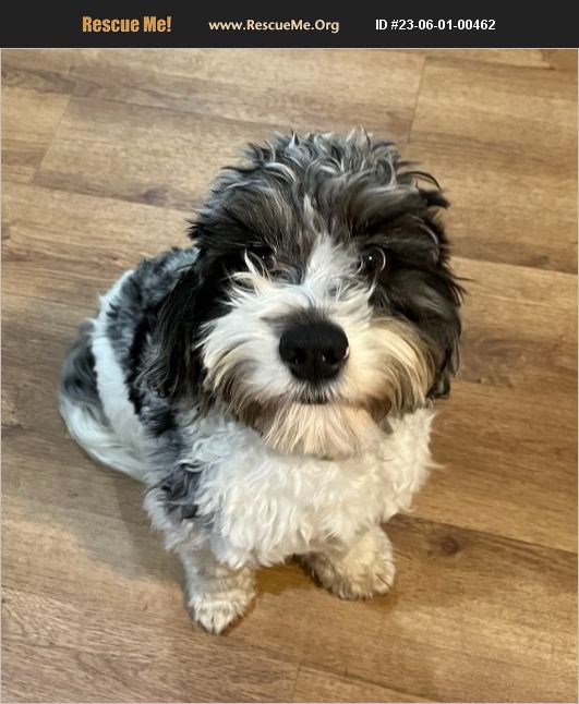 ADOPT 23060100462 ~ Cockapoo Rescue ~ Castle Pines, CO