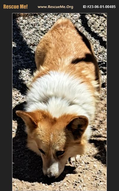 ADOPT 23060100485 ~ Corgi Rescue ~ Los Angeles, CA