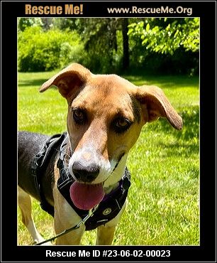 - Oregon Dog Rescue - ADOPTIONS - Rescue Me!