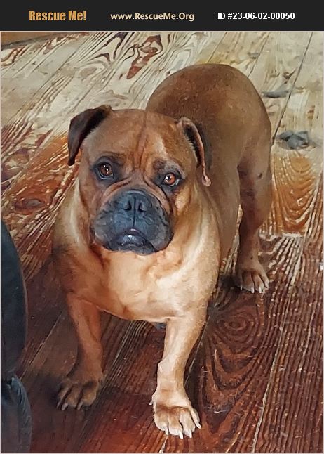 ADOPT 23060200050 ~ Bullmastiff Rescue ~ Martinsville, IN