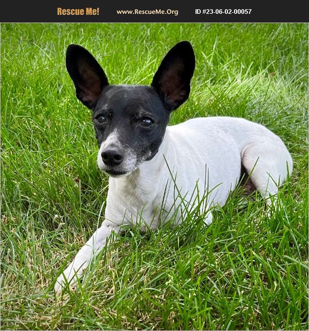 ADOPT 23060200057 ~ Rat Terrier Rescue ~ Roanoke, VA