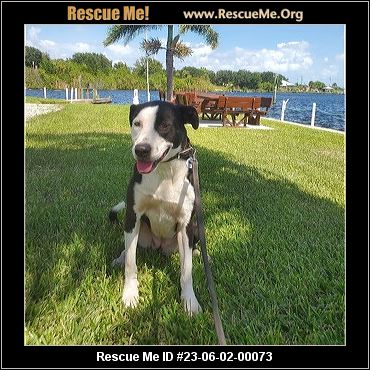 - Florida Border Collie Rescue - ADOPTIONS - Rescue Me!