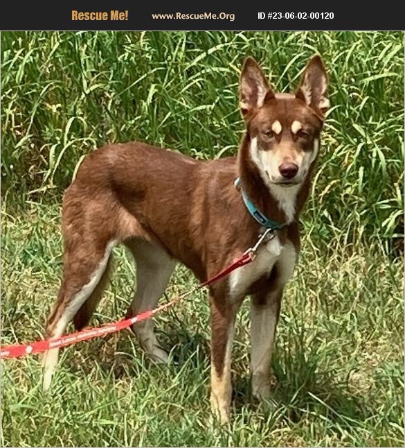 ADOPT 23060200120 ~ Australian Kelpie Rescue ~ Traverse City, MI